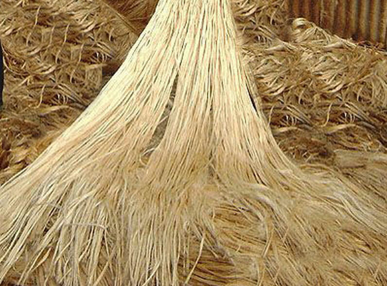 Raw Jute – BK Jute